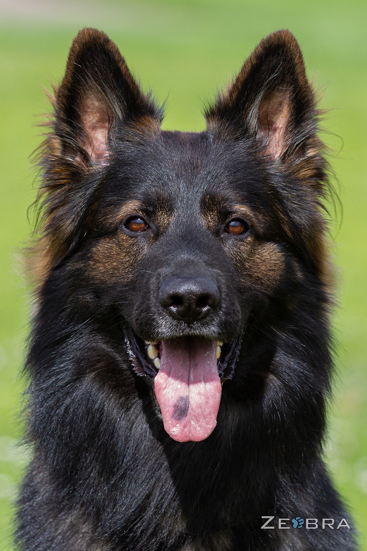 Deutsche Schäferhunde Langstockhaar von Besima - Wurfplanung